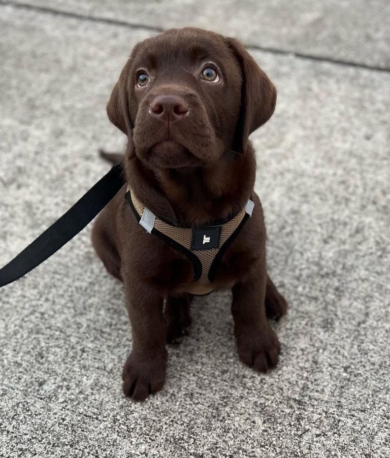 Home - Empress Labradors Home