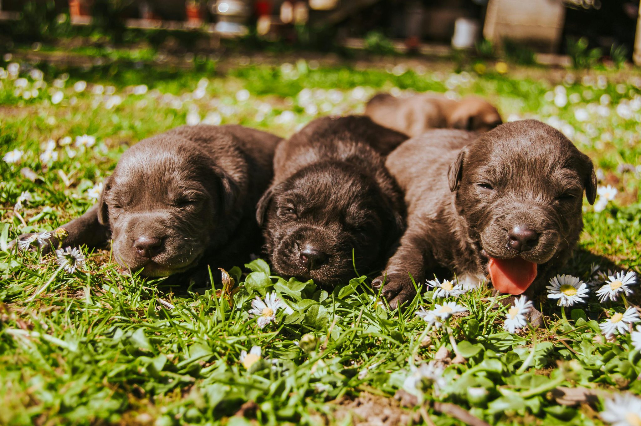 Home - Empress Labradors Home